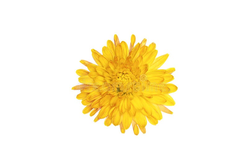 One Yellow Flower Isolated on White Background Stock Photo - Image of ...