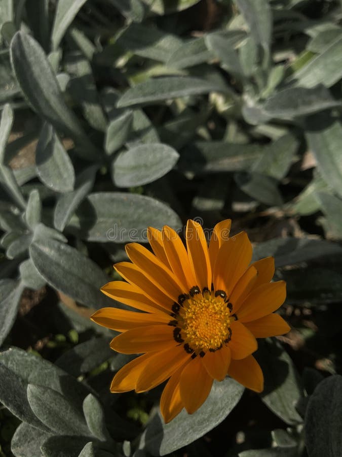 Single yellow flower stock image. Image of leaves, yellow - 172685163