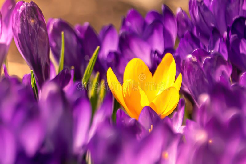 One Yellow Flower among the Purple Ones Stock Image - Image of outdoors ...