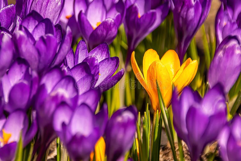 One Yellow Flower among the Purple Ones Stock Photo - Image of green ...