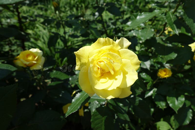 One Yellow Flower of Rose in the Garden Stock Photo - Image of outdoors ...