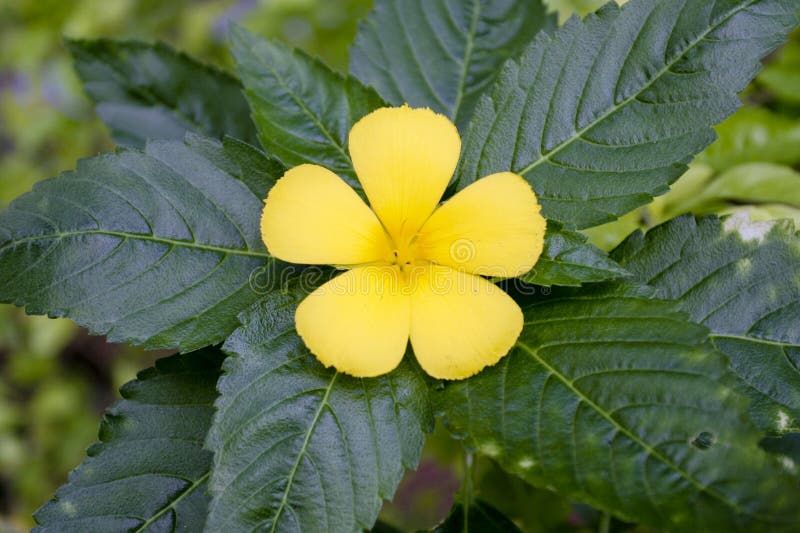 One yellow flower stock photo. Image of cloud, macro - 67500708