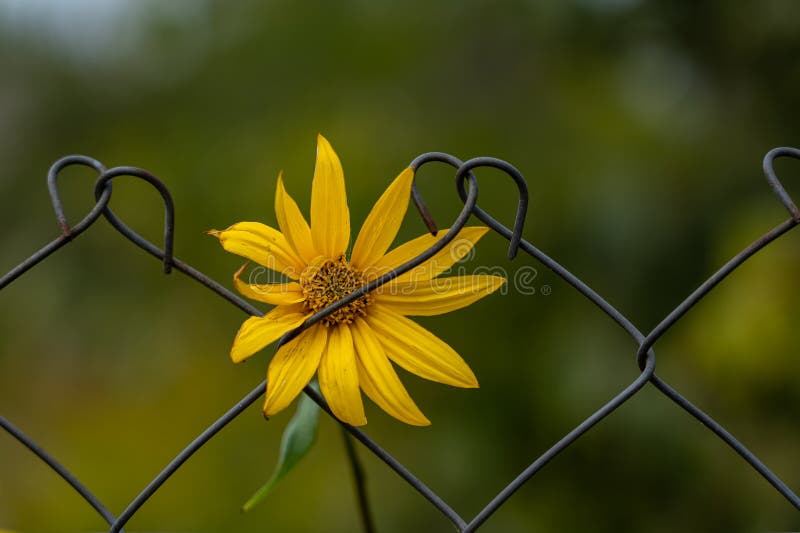 One Yellow Flower Trapped Behind a Fence in the Fall Stock Image ...