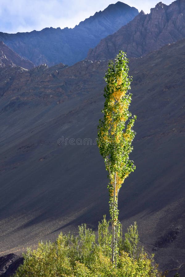 One Yellow-green Tree in the Mountains, Ladakh, India Stock Image ...