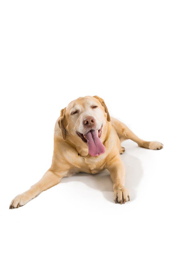 One Older Yellow Labrador Smiling Stock Photo - Image of yellow, animal ...