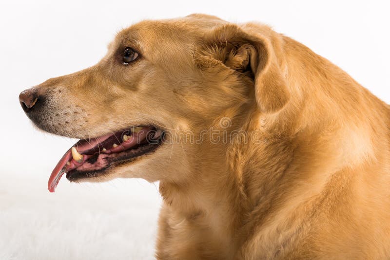 One yellow labrador stock photo. Image of sitting, golden - 89017390