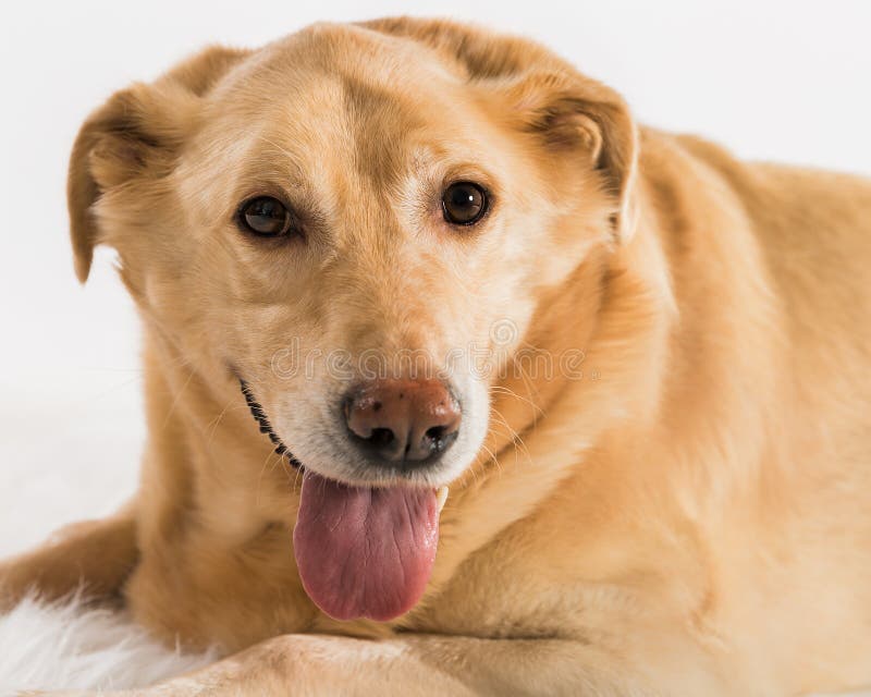 One yellow labrador stock photo. Image of white, sitting - 89014614