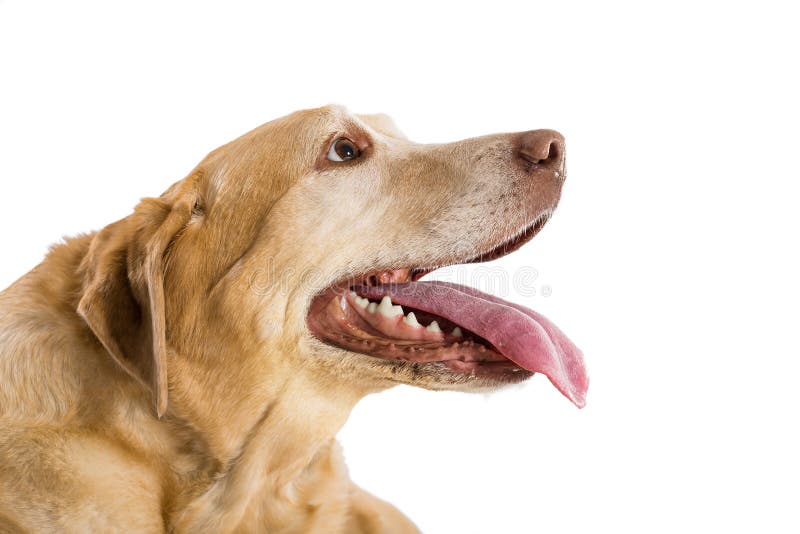 One yellow labrador stock image. Image of older, isolated - 89014363