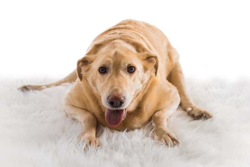 Very Old Yellow Labrador Retriever Stock Photos - Free & Royalty-Free ...