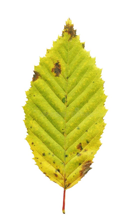 One Yellow Leaf Elm Isolated Stock Photo - Image of foliage, maple ...