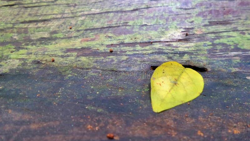 One Yellow Leaf Falling on Wooden Floor Stock Photo - Image of leaf ...