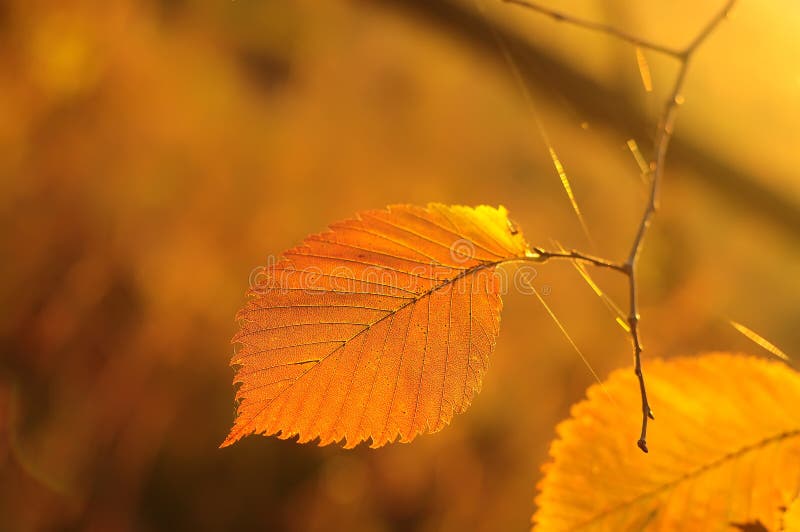 One yellow leaf stock photo. Image of background, cobwebs - 74966832