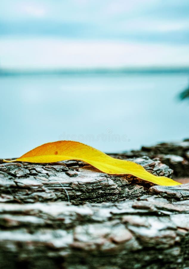 One yellow leaf. stock photo. Image of rock, cloud, trunk - 203388814
