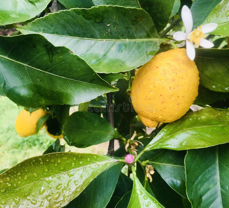 One yellow lemon on branch stock photo. Image of sour - 215688292