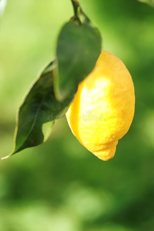 One yellow lemon on branch stock image. Image of sour - 213589701