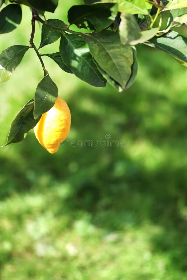 One yellow lemon on branch stock image. Image of juicy - 213589705