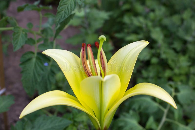 One yellow lily stock image. Image of holiday, macro - 77235743