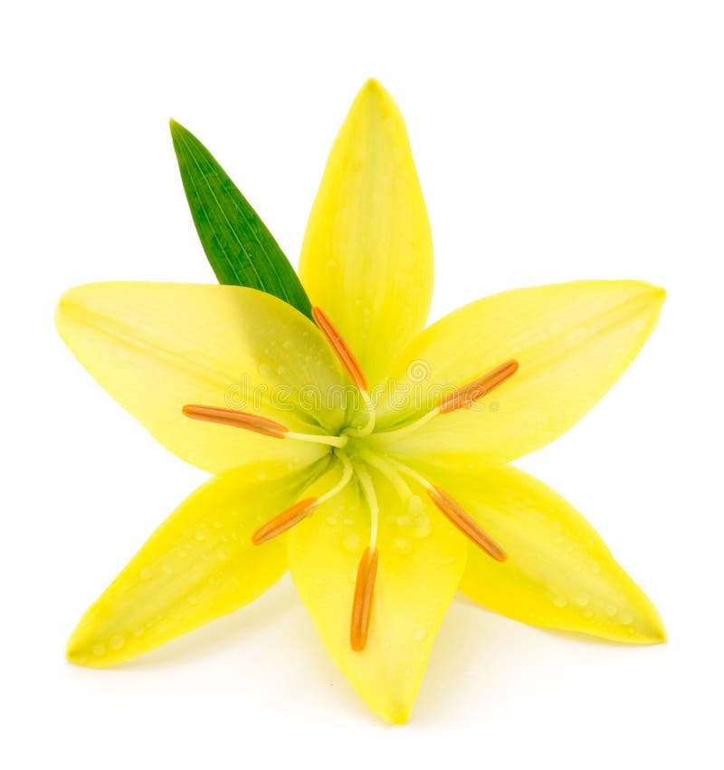 One yellow lily stock image. Image of petals, beautiful - 189931401