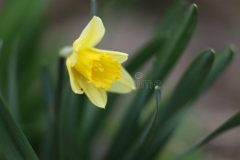 One Yellow Narcissus Flower Close-up Stock Image - Image of narcissus ...