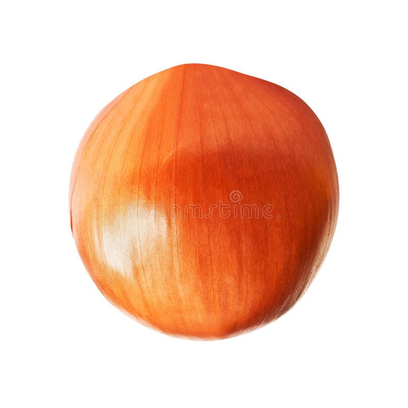 One Yellow Onion Isolated on White Stock Image - Image of root ...