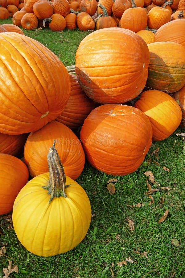 One yellow pumpkin stock photo. Image of patch, orange - 16305786