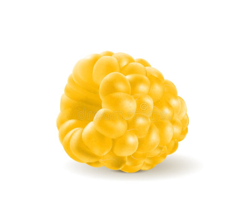 One Yellow Raspberry Berry Fruit Isolated on White Background Stock ...