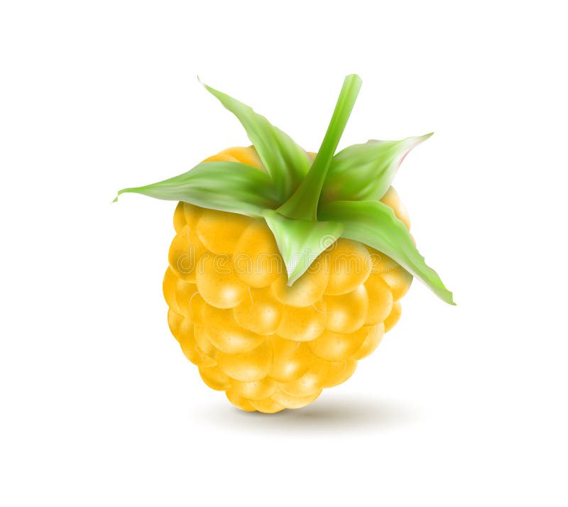 One Yellow Raspberry Berry Fruit Isolated on White Background Stock ...