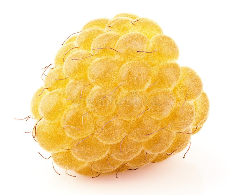 Single Yellow Raspberry Fruit On White Stock Image - Image of shot ...