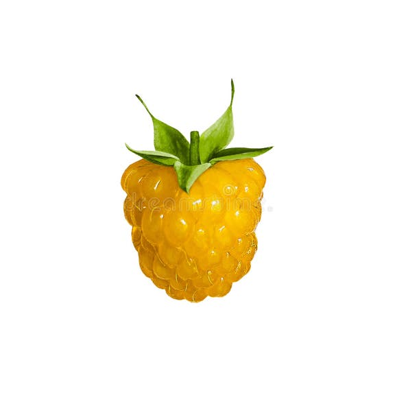 One Yellow Raspberry Fruit Isolated Stock Image - Image of natural ...
