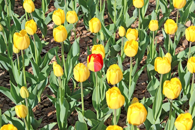 One Yellow-red Tulip among Yellow Tulips Set Stock Image - Image of ...