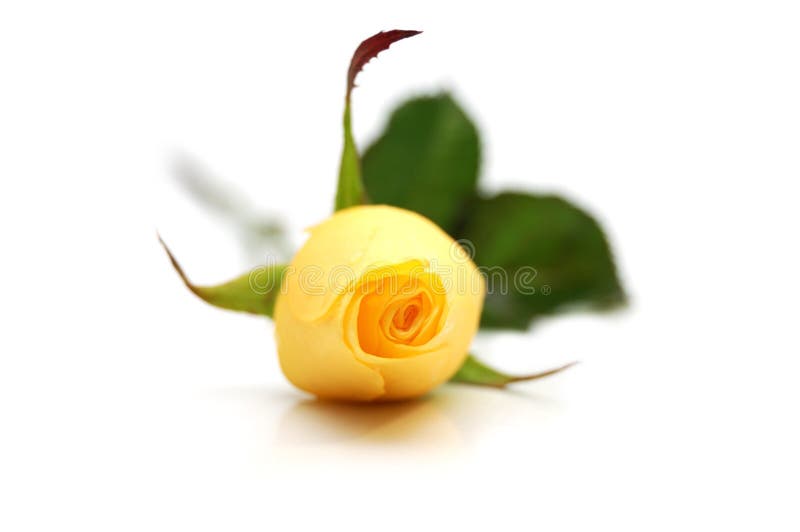 A Single Long Stemmed Yellow Rose on White Background. Stands for Joy ...