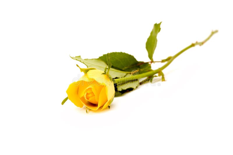 A Single Long Stemmed Yellow Rose on White Background. Stands for Joy ...