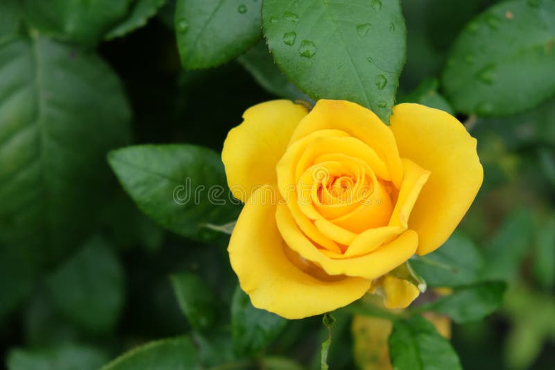 One Yellow Rose Flower, Close-up. Beautiful Flower with Yellow Petals ...