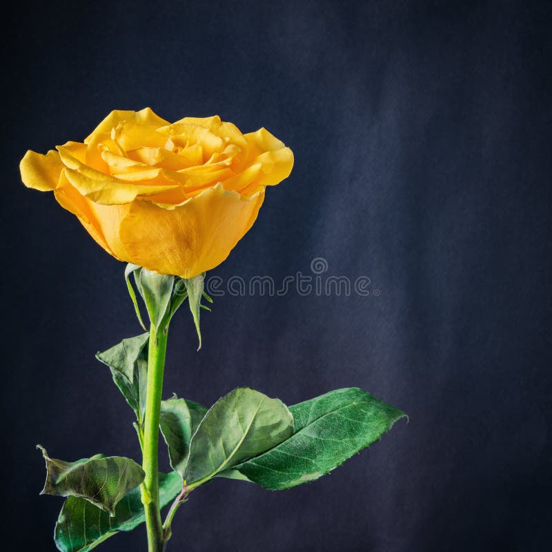 One yellow rose stock photo. Image of botanic, botanical - 141510872