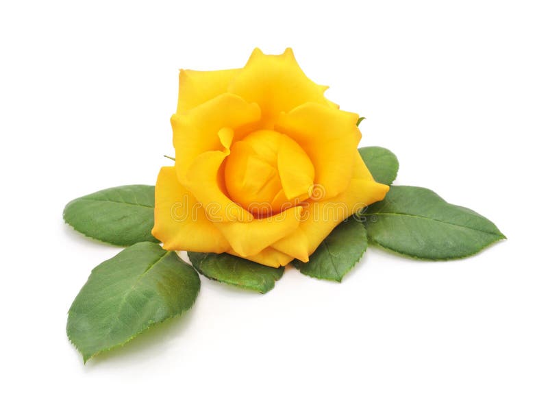 One Yellow Rose White Background Stock Images - Download 4,041 Royalty ...