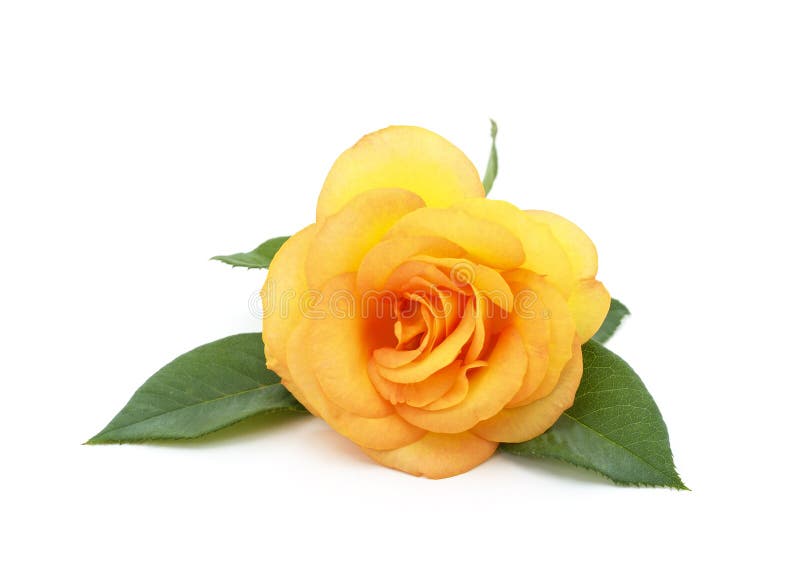 One yellow rose stock image. Image of holiday, garden - 337717903