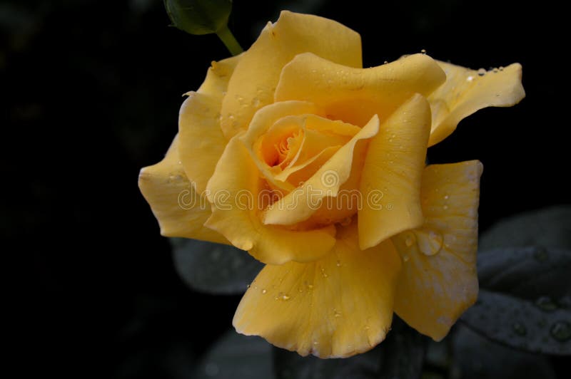 Yellow Rose with Rain Drops Stock Photo - Image of rain, nature: 154622924