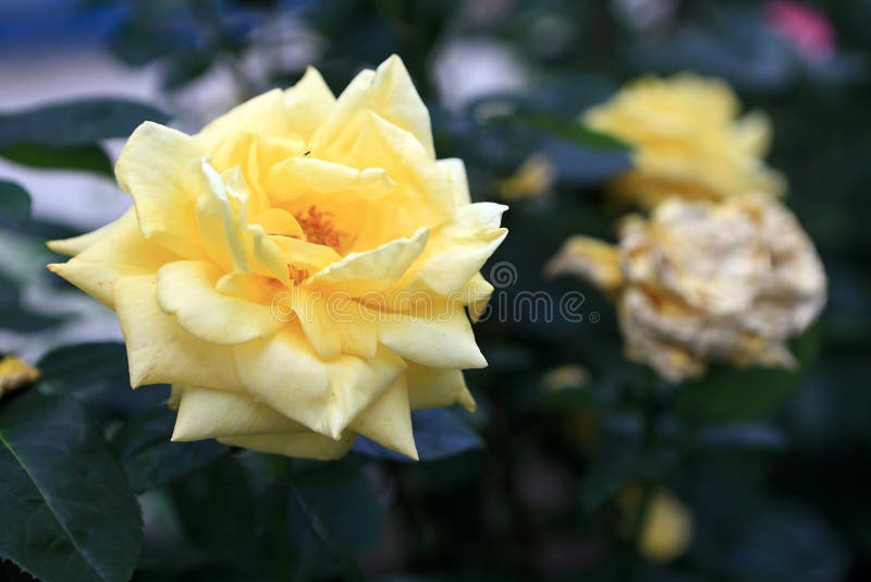 One yellow rose stock photo. Image of plant, growth, color - 74022174