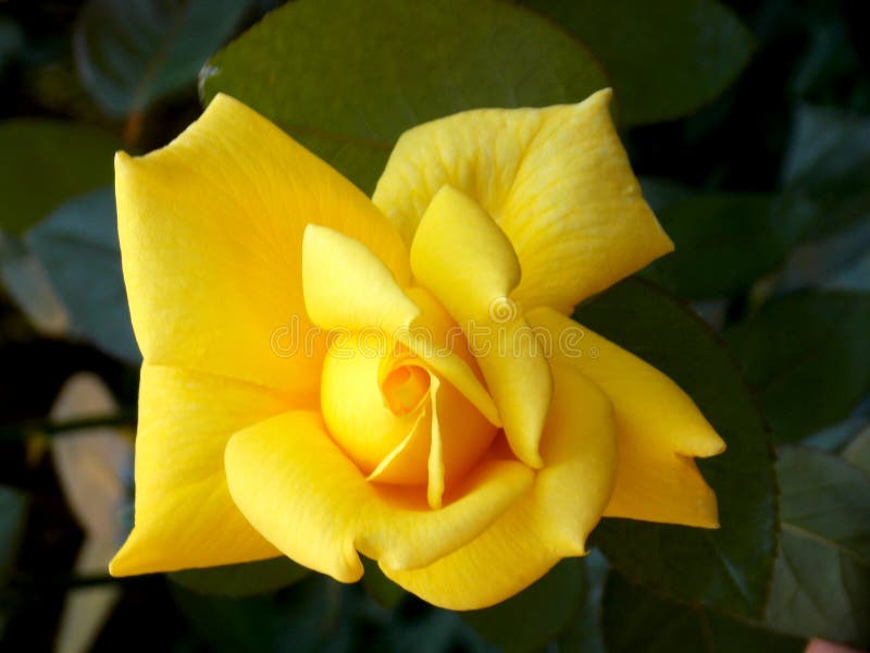 Yellow rose in the yard stock photo. Image of yellow - 122418400