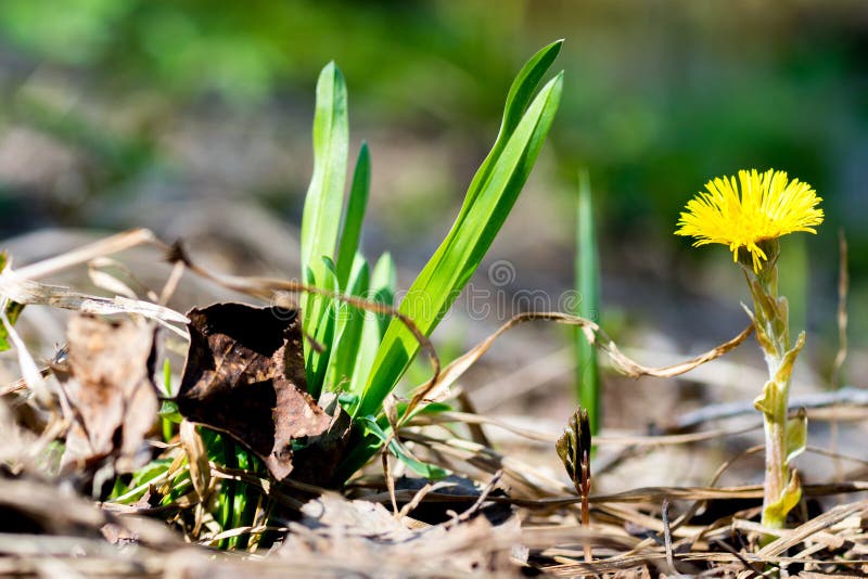 One Yellow Spring Flower among Withered Grass Stock Image - Image of ...