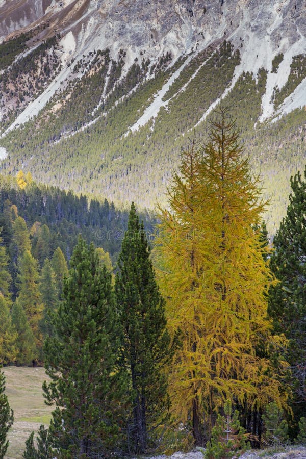 Golden Spruce Forest in Autumn in Swiss Mountains, Sunbeams, Blu Stock ...