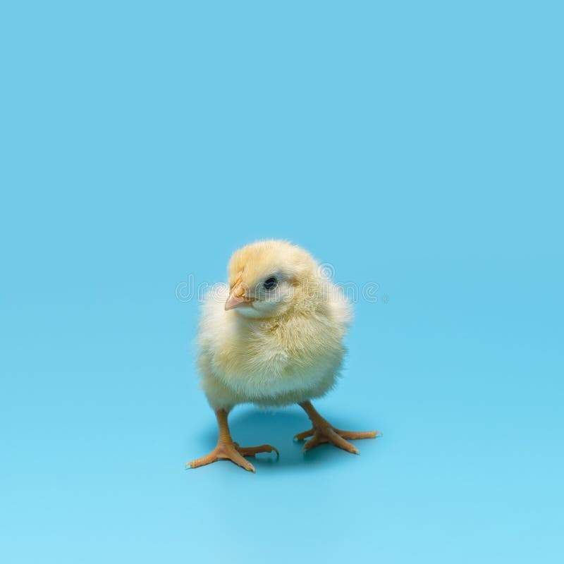 One Yellow Tiny Pretty Chick is Standing on a Blue Background Stock ...