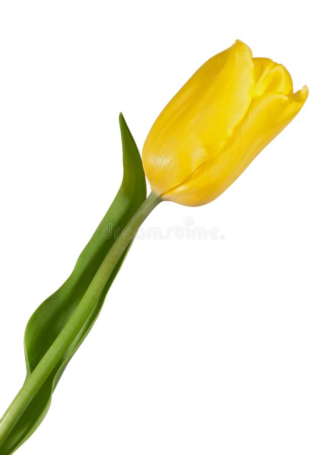 Yellow tulip. stock image. Image of flower, vertical - 30442529