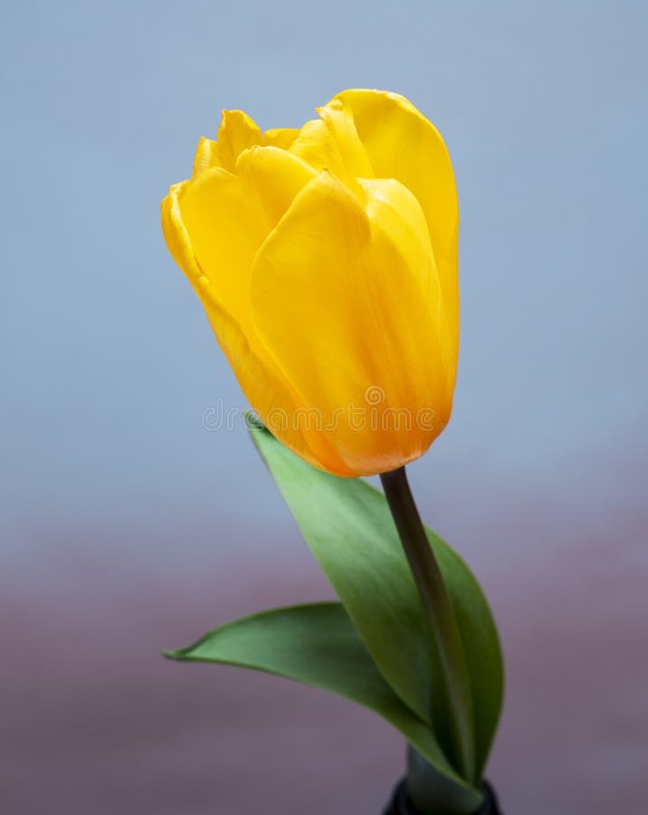 One yellow tulip stock image. Image of leaf, green, celebration - 179020167
