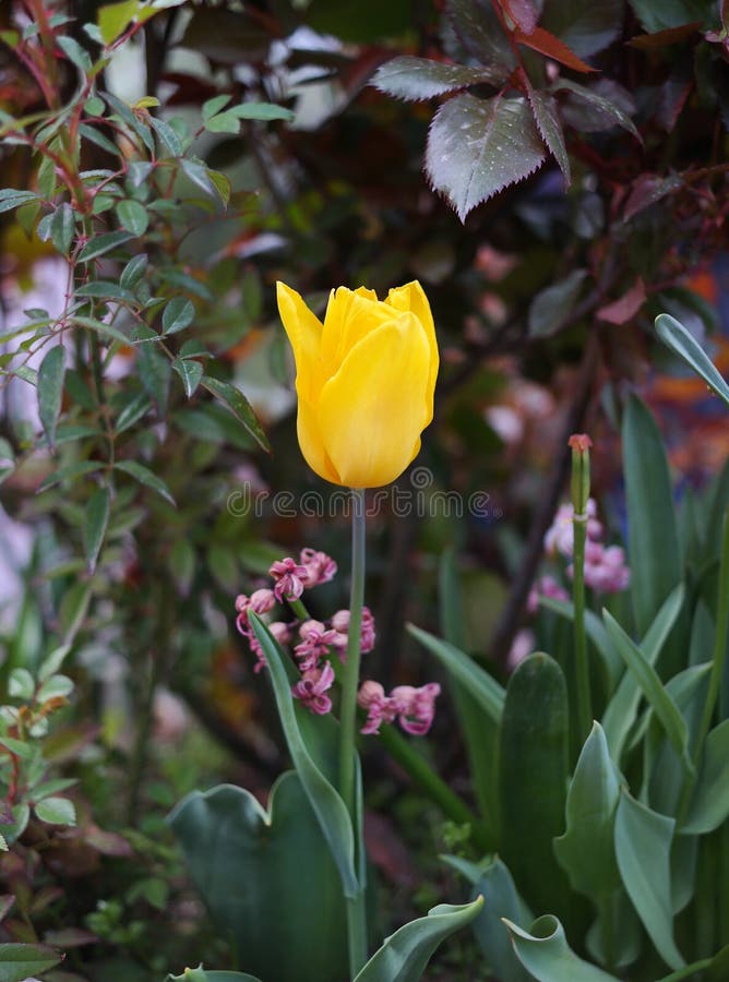 One Yellow Tulip, Yellow Flower Stock Image - Image of tulip, flower ...