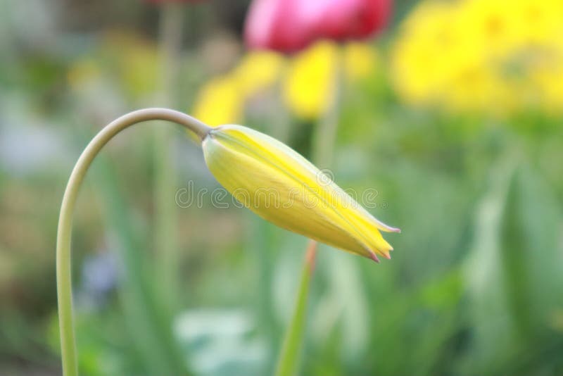 One Yellow Tulip Flower Closeup Stock Photo - Image of yellow, closeup ...
