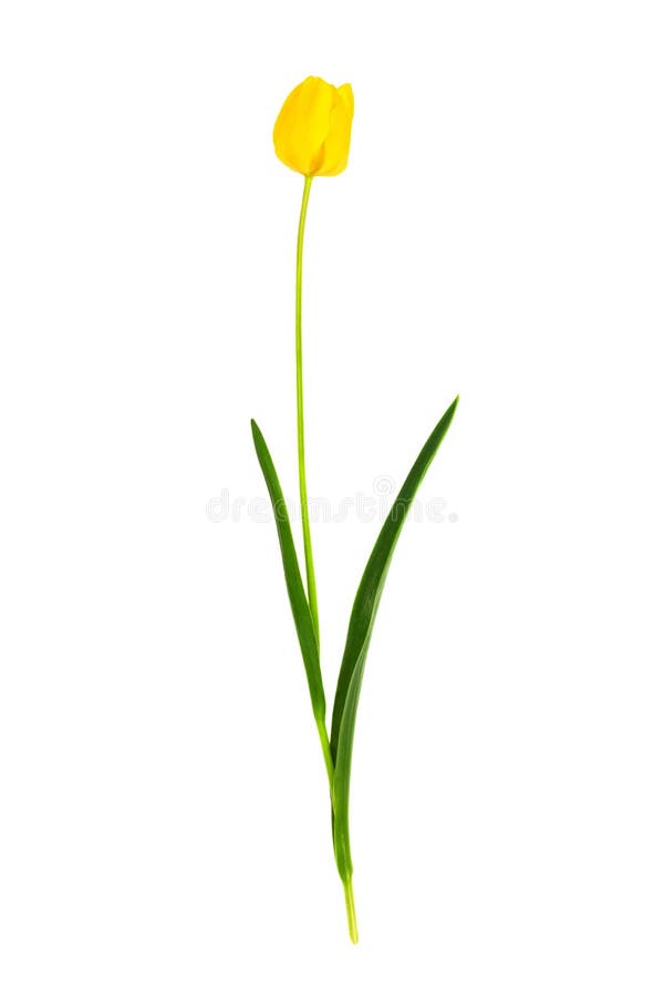 One Yellow Tulip Flower Isolated on White Background Stock Image ...