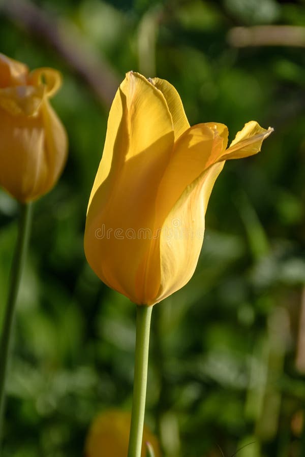 A yellow tulip stock image. Image of closeup, nature - 182063245