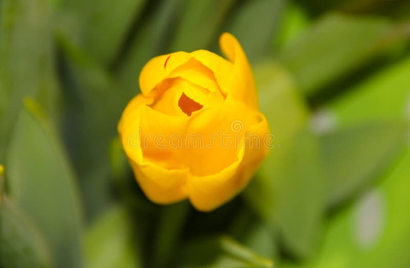One Yellow Tulip on a Green Background Stock Image - Image of fresh ...