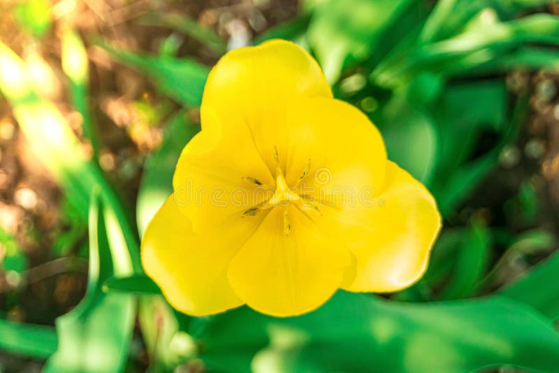 One Yellow Tulip on a Green Background Top View Stock Photo - Image of ...